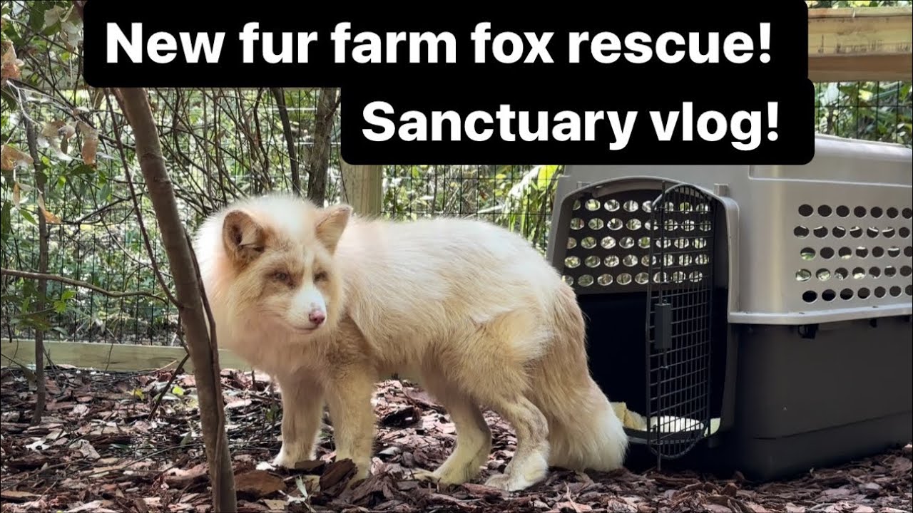New fox saved from fur farm!! Baby emus, piggies, toucan, sanctuary ...
