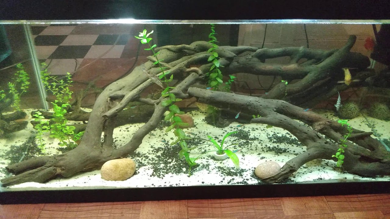 Gouramis, Neons, Yoyos, and more! 40g community tank, enjoy 😁😎 - YouTube