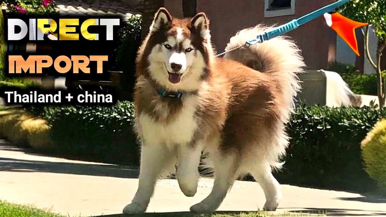 Direct IMport & champion 🏆 Siberian husky for sale | Blue eyes Super ...