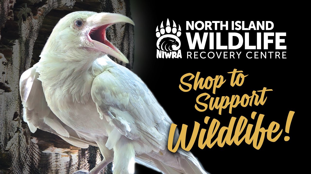 Holiday Gifts That Help Wildlife | Shop at North Island Wildlife ...
