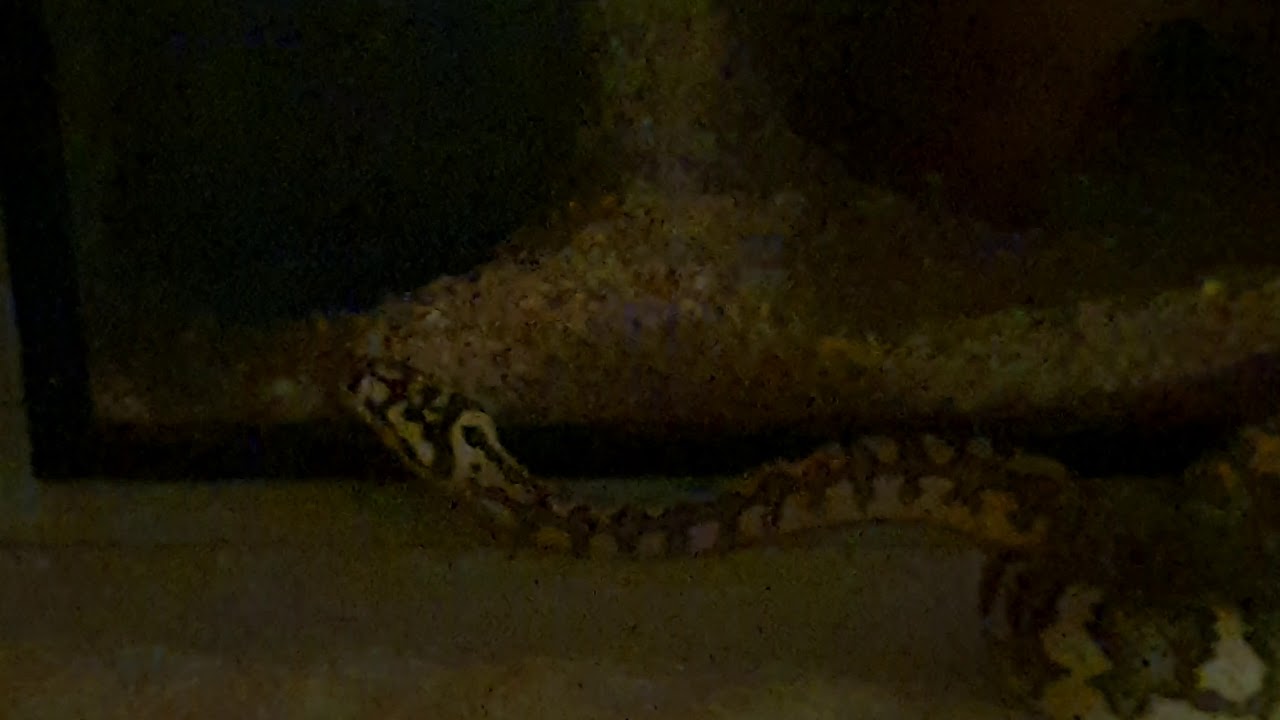 Snake Exploration - YouTube