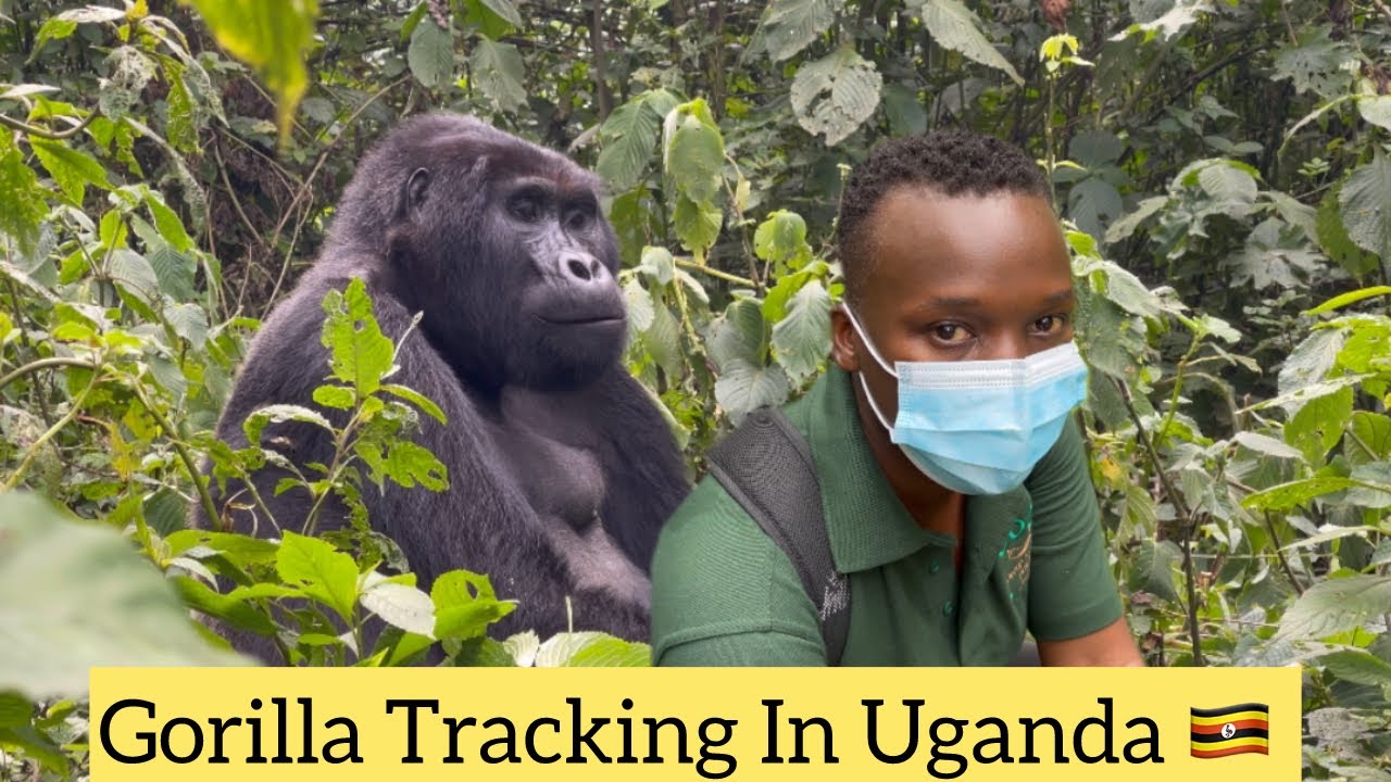 A Gorilla Tracking Experience To Remember In Bwindi Impenetrable Forest ...