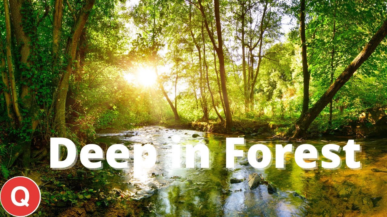 Forest sounds background music | forest beauty music |Relaxing music ...