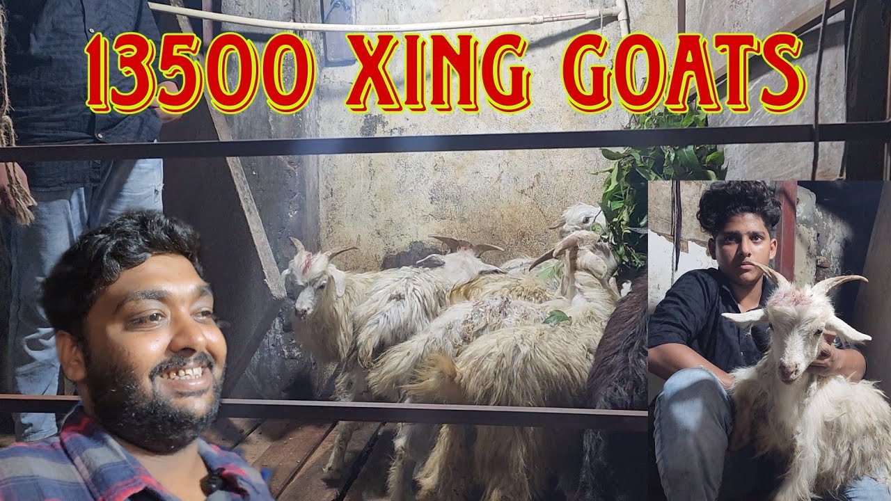 ₹13500 Se Xing Bakre At GK Goat Farm | Full White Goats In Mumbai ...