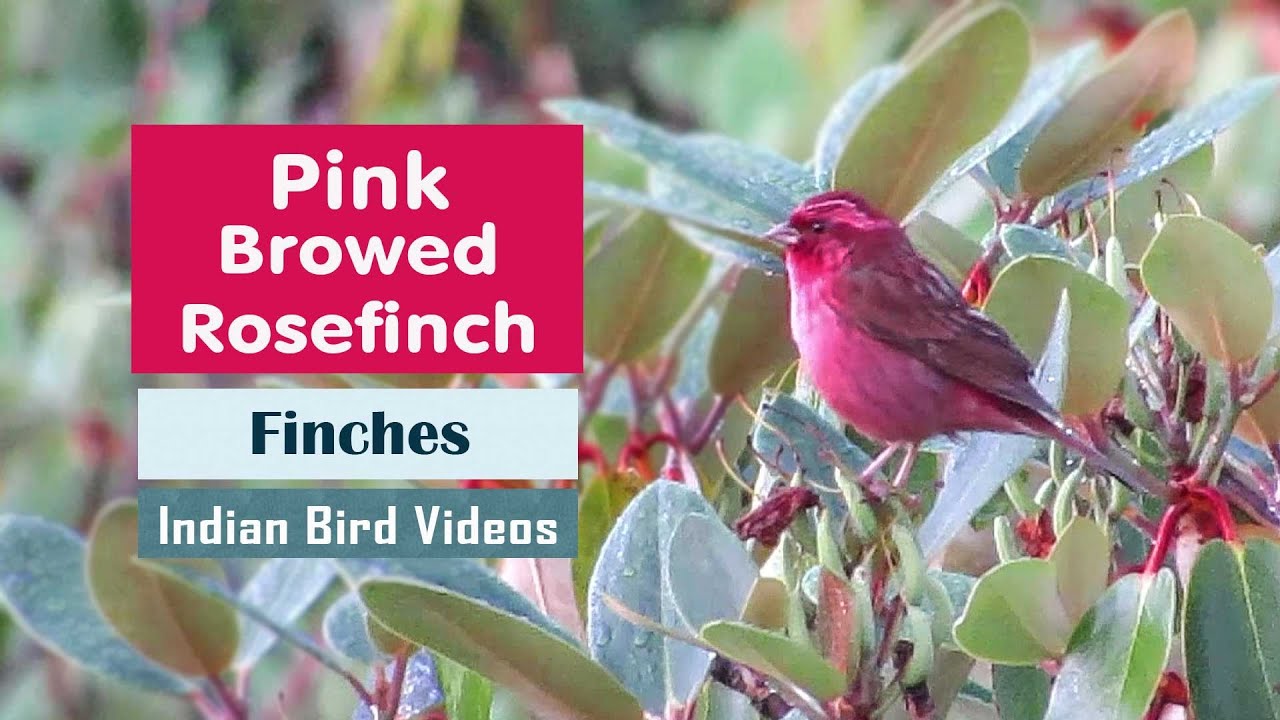 The Pink Browed Rosefinch (Carpodacus rodochroa) #indian_finch #indian ...