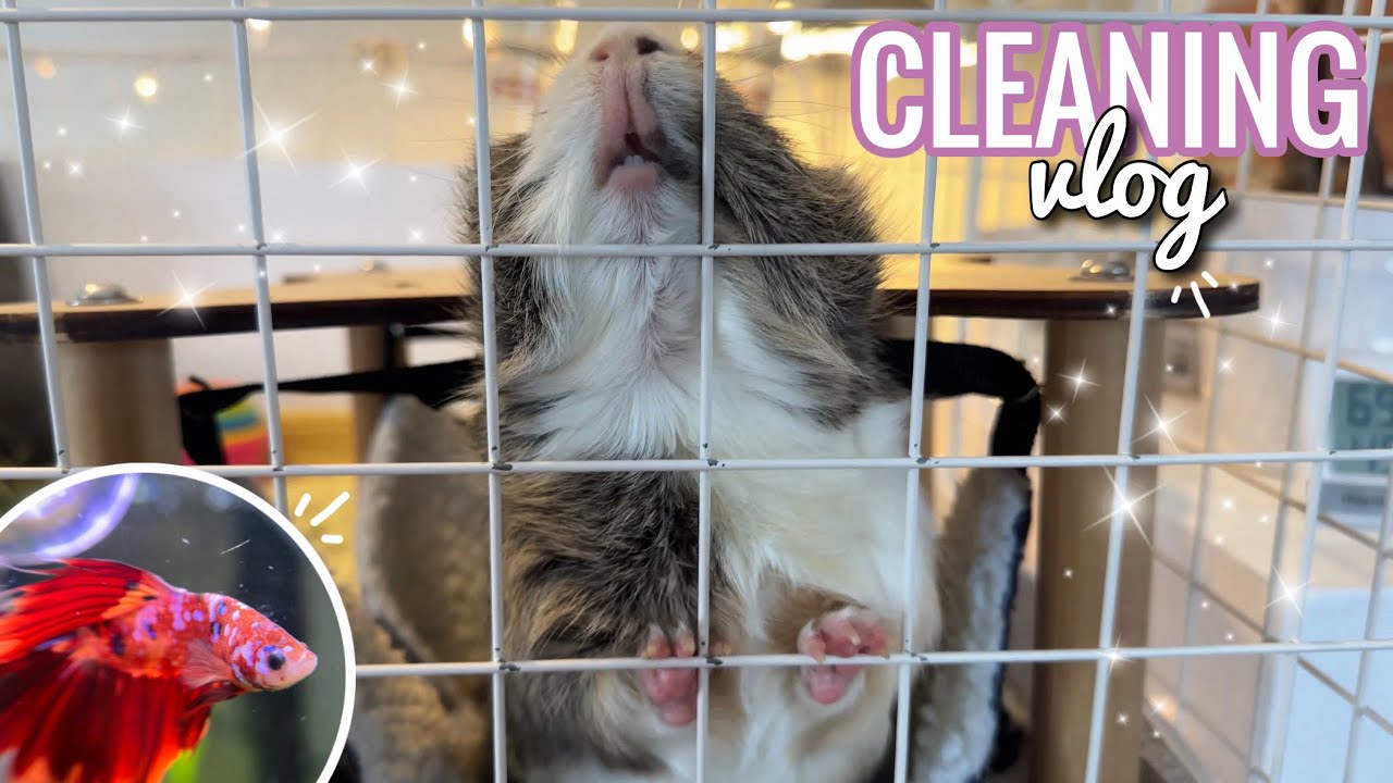 Spot Cleaning the Guinea Pigs & Betta Fish Tank Cleaning | vlog 2024 ...