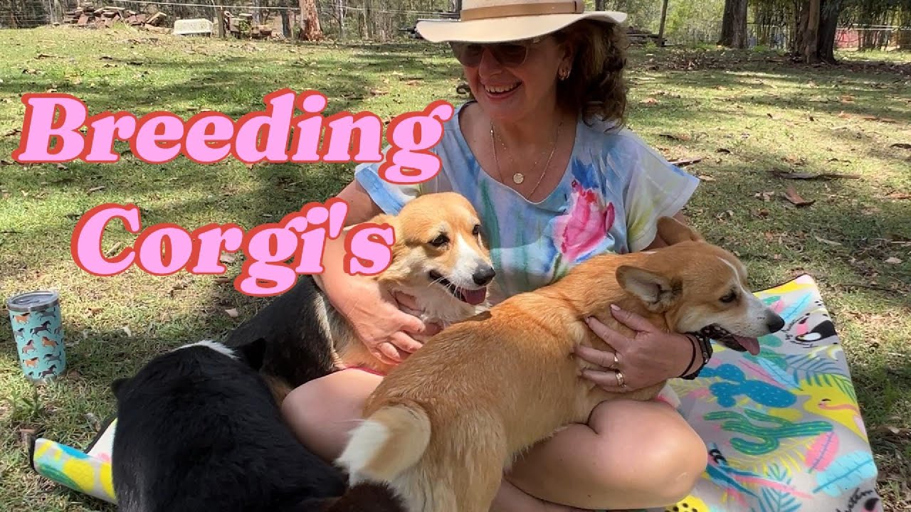 Breeding Corgi's - YouTube