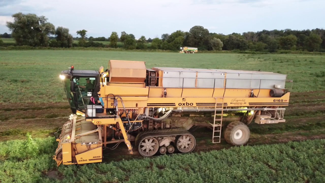 Ontario Pea Harvest - YouTube