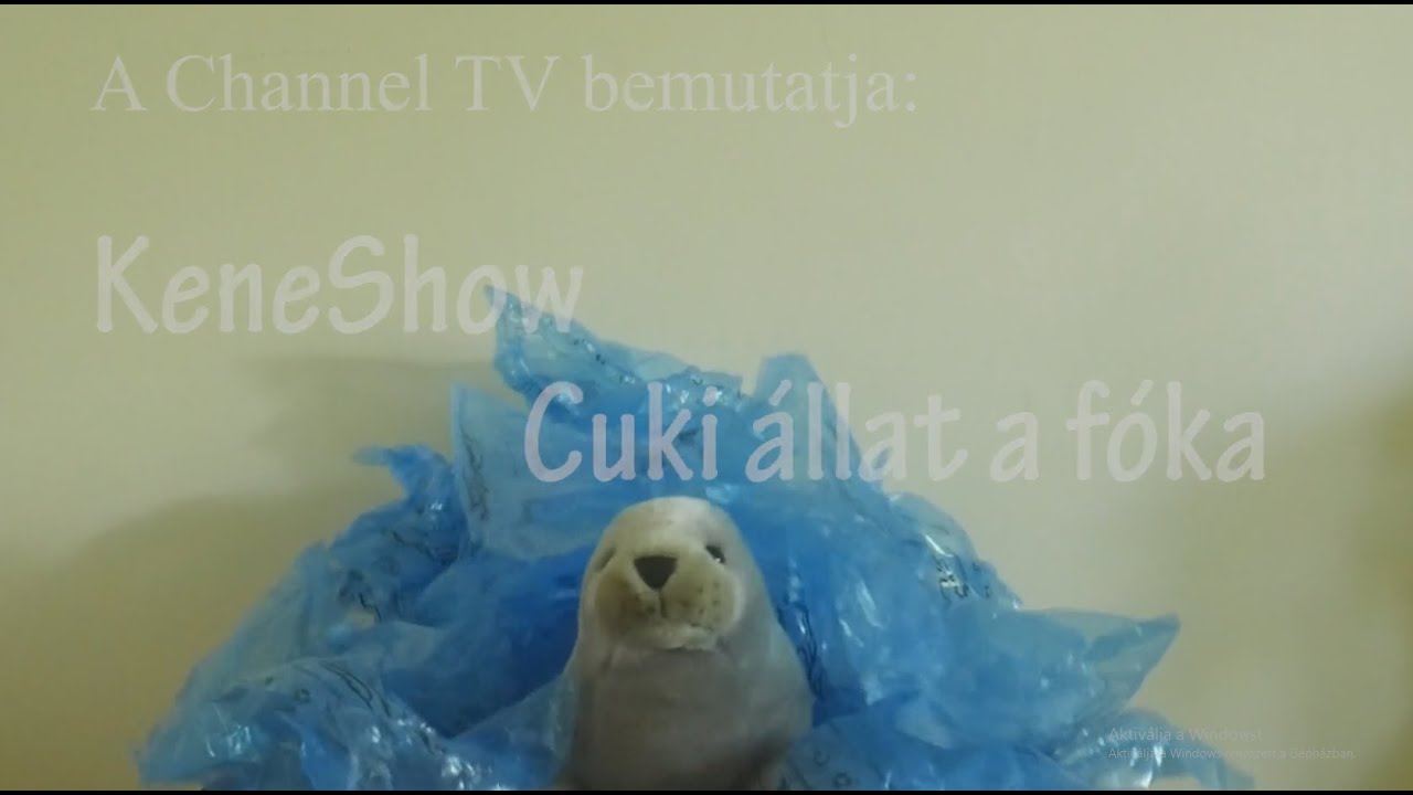 KeneShow - Cuki állat a fóka - YouTube