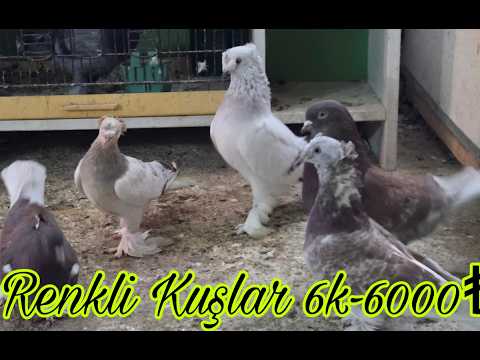 Renkli Güvercinler.