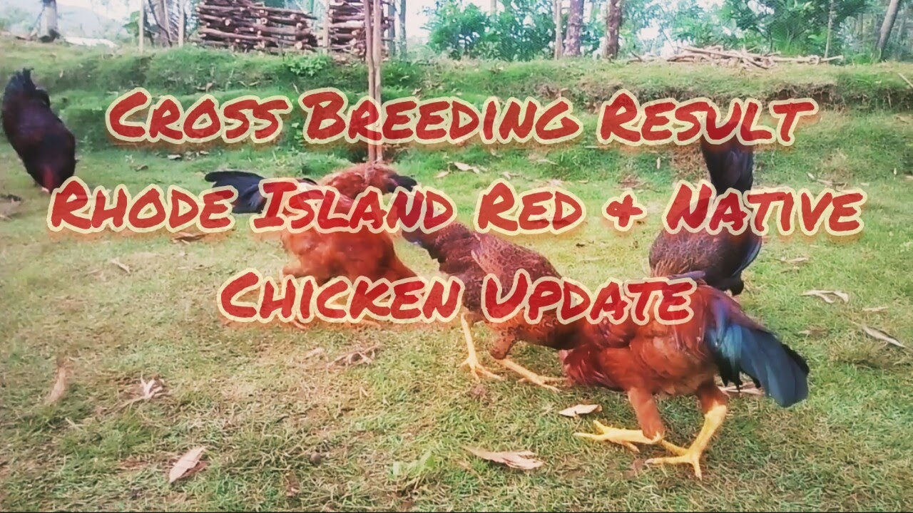 Cross Breeding Result RIR & Native Chicken Update #freerangechicken # ...
