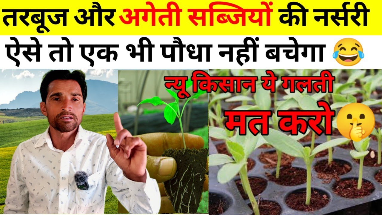 तरबूज और अगेती सब्जियों के नर्सरी कर रहे हो तो सावधान | tarbuj ki ...