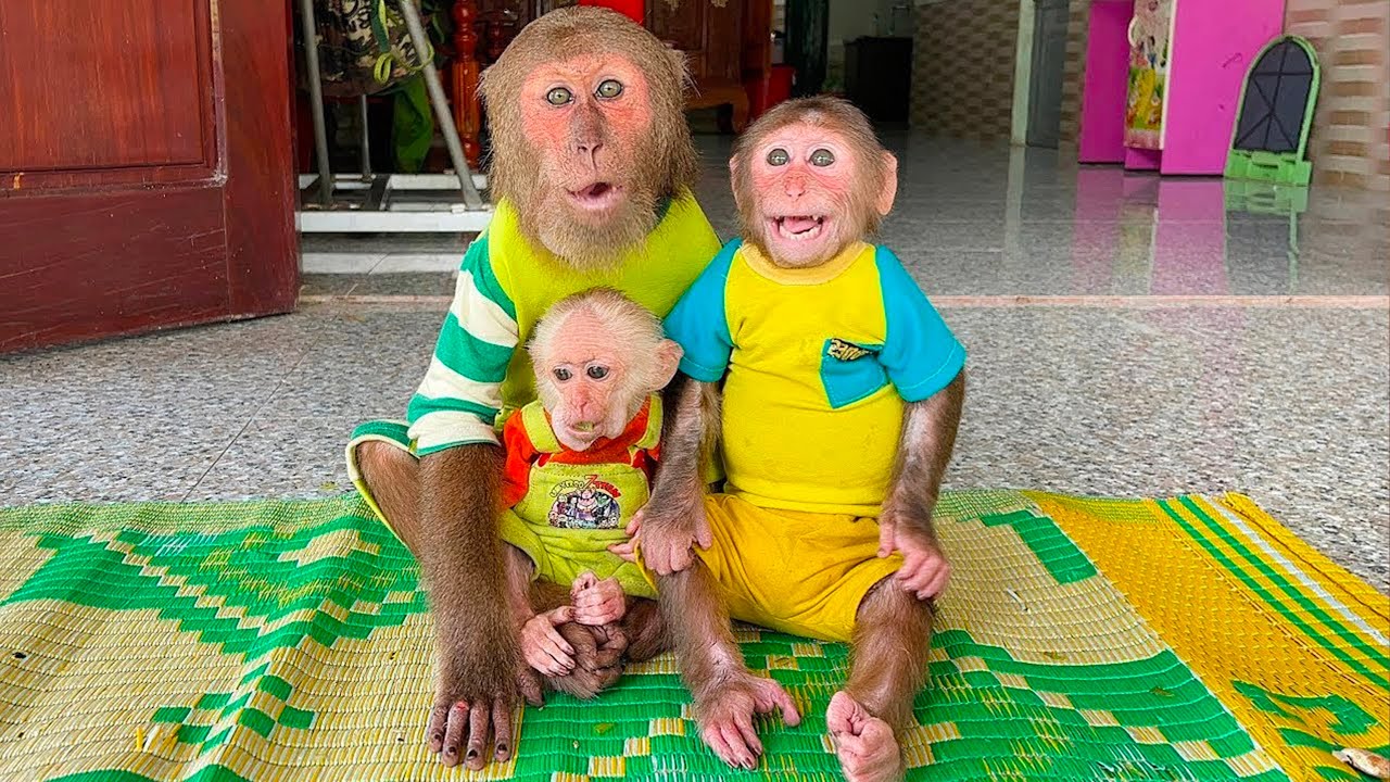 Sweetest love between Cubis, Cutis and baby monkey! Beautiful ...