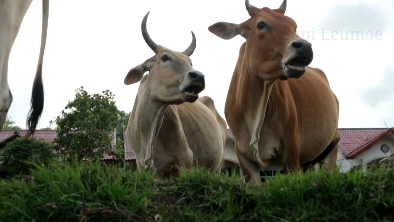Suara Sapi Mooo | Sapi Lembu Jinak Dan Gemuk Gemuk | Videos Sapi ...
