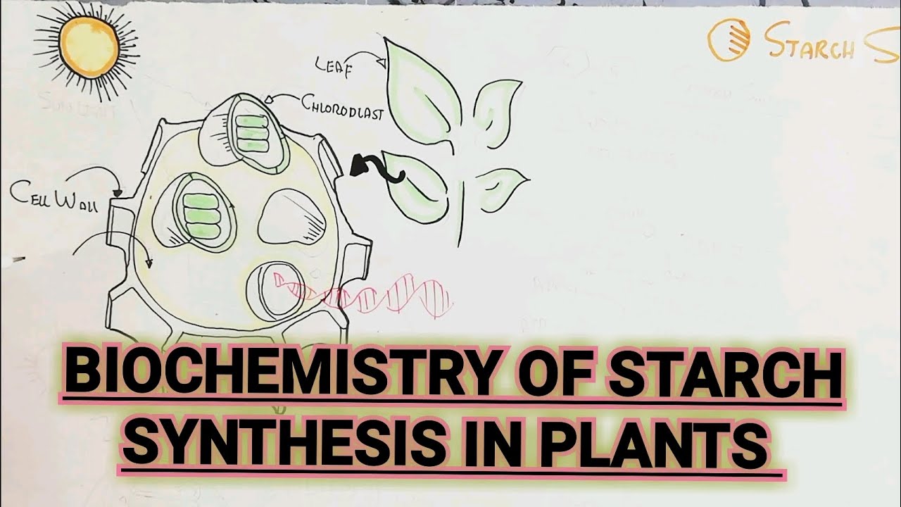 Biochemistry Of Starch Synthesis In Plant(photosynthesis ...