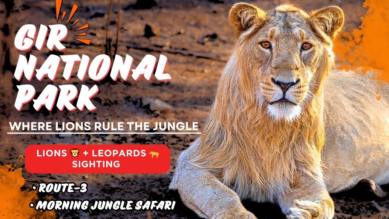 Gir Lion Safari | Gir National Park Safari , Gujarat | Sasan Gir ...