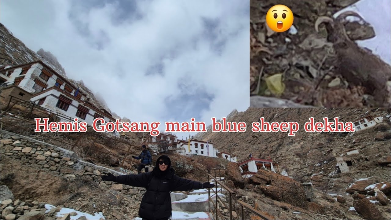 Hemis Gotsang main bluesheep dekha||keep ladakh clean 🙏||ladakhivlogger ...