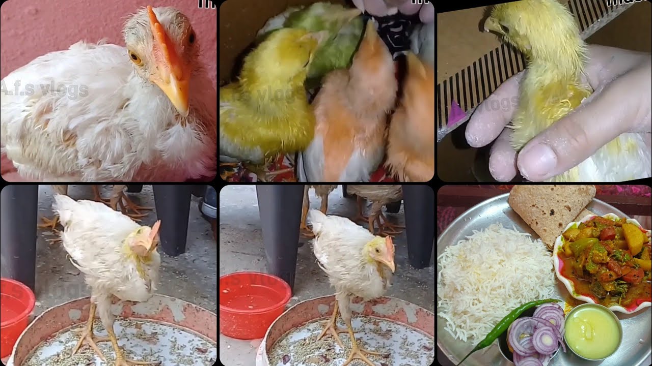 cute chuje vlog || small chuje vlog ||different vlog|| 🐤🐥🐣 - YouTube