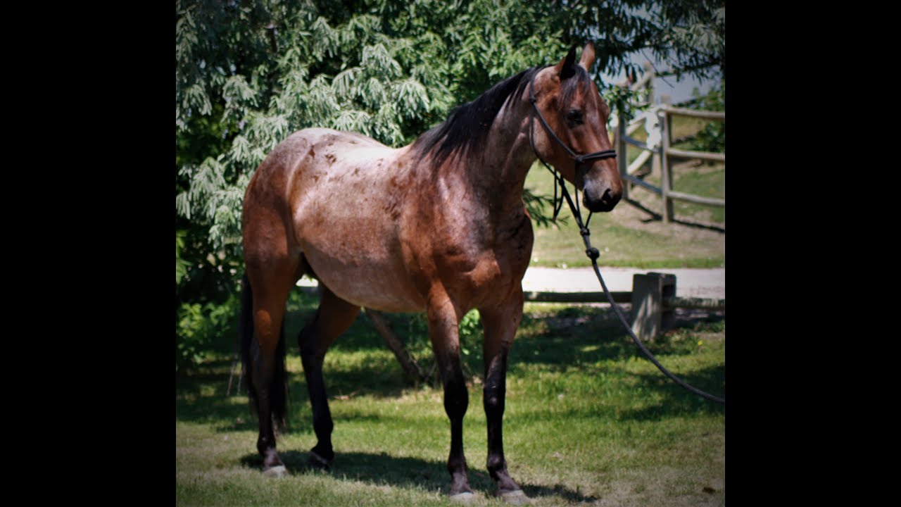 Full House Elite Performance Stock Horse Sale/Big Horn Edition - YouTube