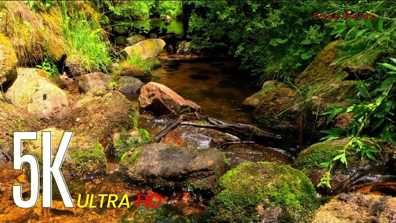 Quiet stream in the forest: relaxing nature sounds for inner peace and relaxation, asmr ...