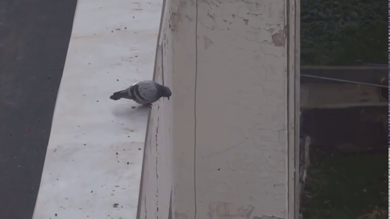 Pigeon falls off building - YouTube