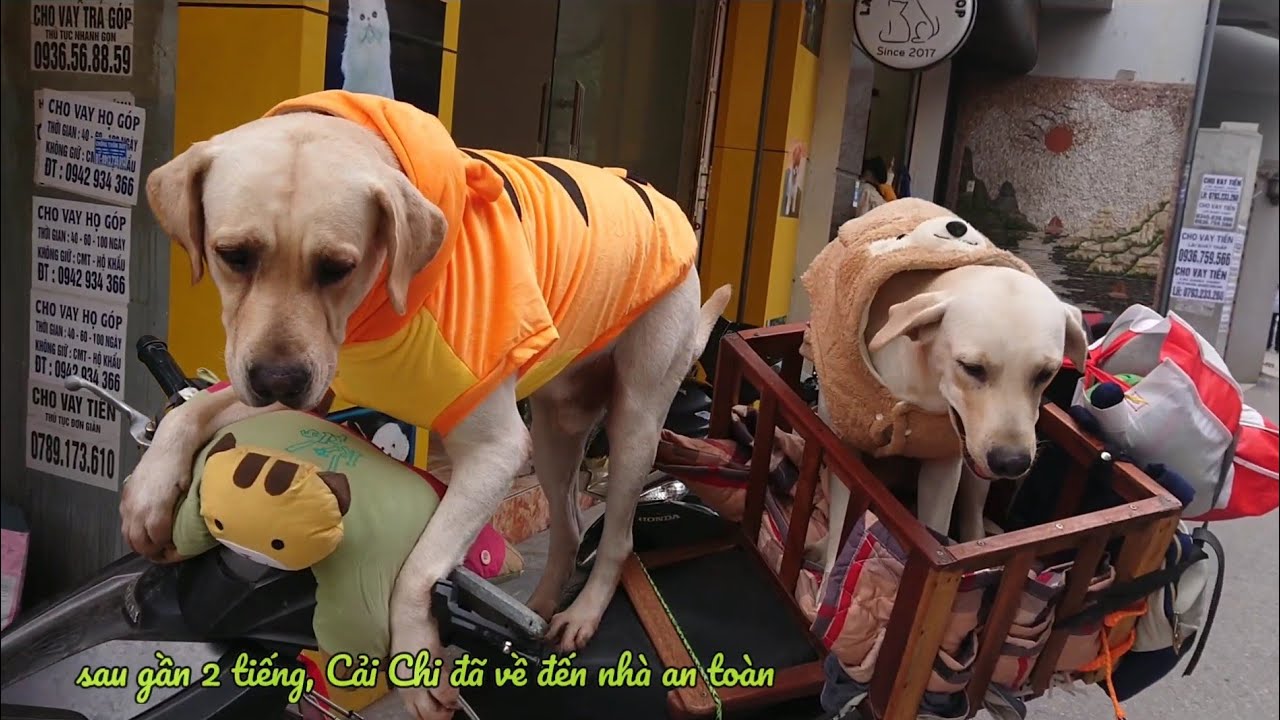 Cuối cùng cũng về tới Hải Phòng - Kim Chi Củ Cải | My dogs come back ...