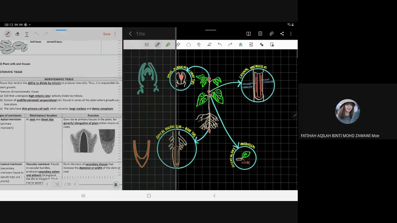 C2. Plant Tissue - YouTube