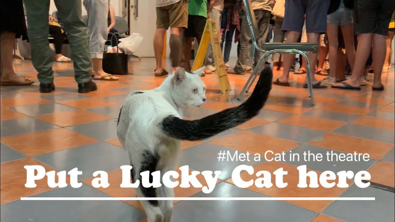 Spend time with animals-met a cat in the theater #animals #cat # ...