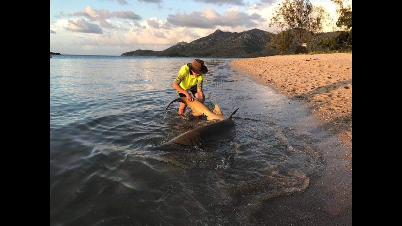 8 foot shark caght at local beach (180kg)first fish of 2019 - YouTube