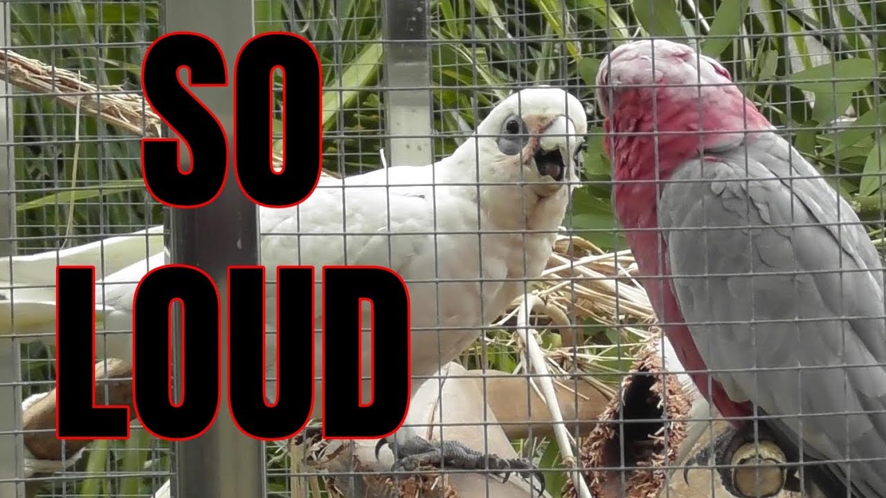 Corella and Galah Noise | SO LOUD!!! Play this to your birds ANTI ASMR ...