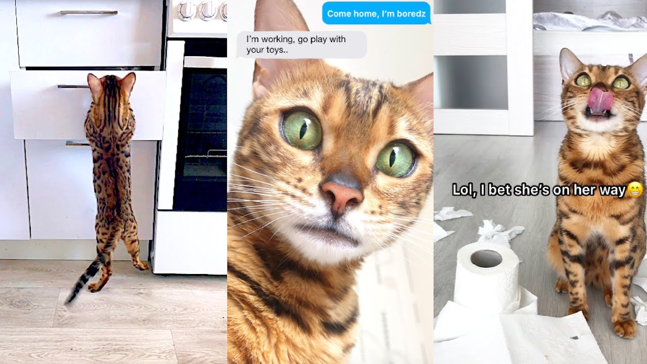 My Cat Learns How to Text - YouTube