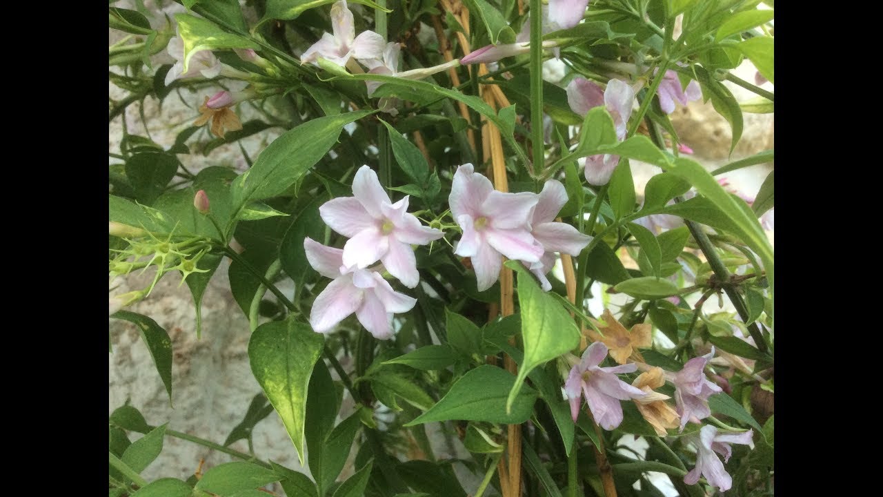 Jasmin stephanois 'Jasminum Stephanense' Petite fleurs rose tendre et ...