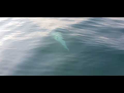 Nise (Phocoena phocoena)