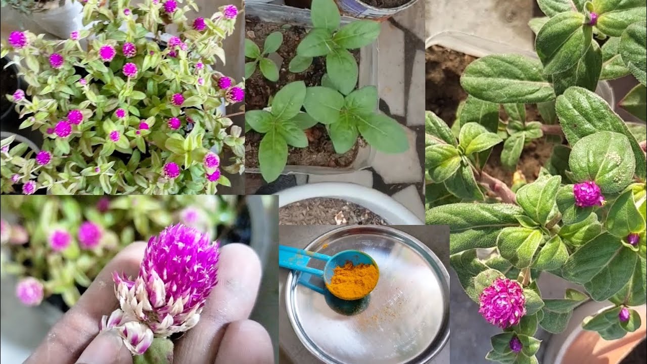 Gomphrena plant care & tips || easy to grow from sheeds and cutting # ...