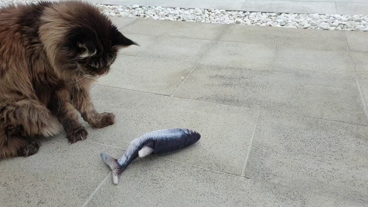 Funny Cats with Fish - YouTube