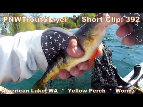 Short Clip #392 #americanlake  #yellowperch #worm #kayakfishing