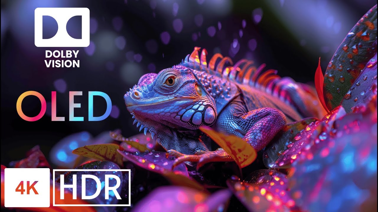 OUTSTANDING Dolby Vision 4K HDR 60FPS - ANIMALS 4K HDR VIDEO - YouTube