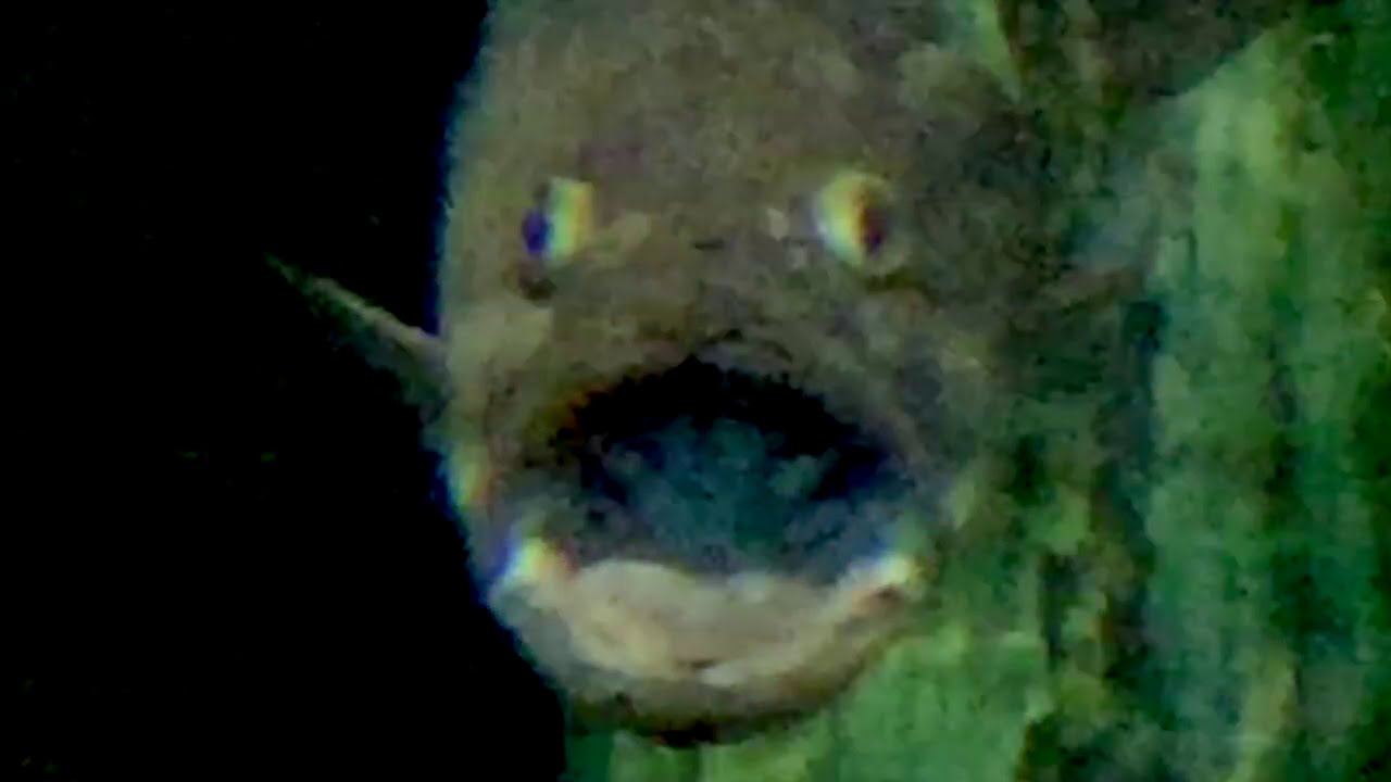 DERP FISH - YouTube