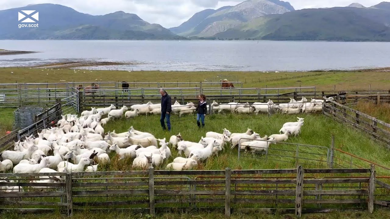 Scottish agriculture - livestock inspections - YouTube