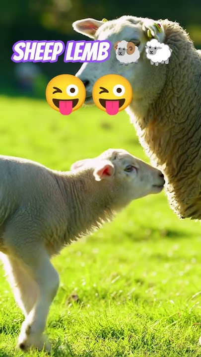 🐑 Sheep – Lamb 🐑🐑 - YouTube