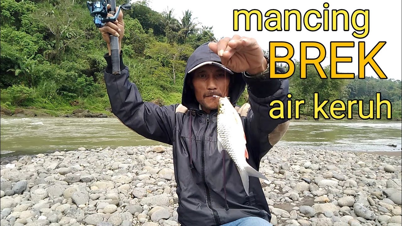 mancing ikan brek di air keruh sehabis banjiran - YouTube