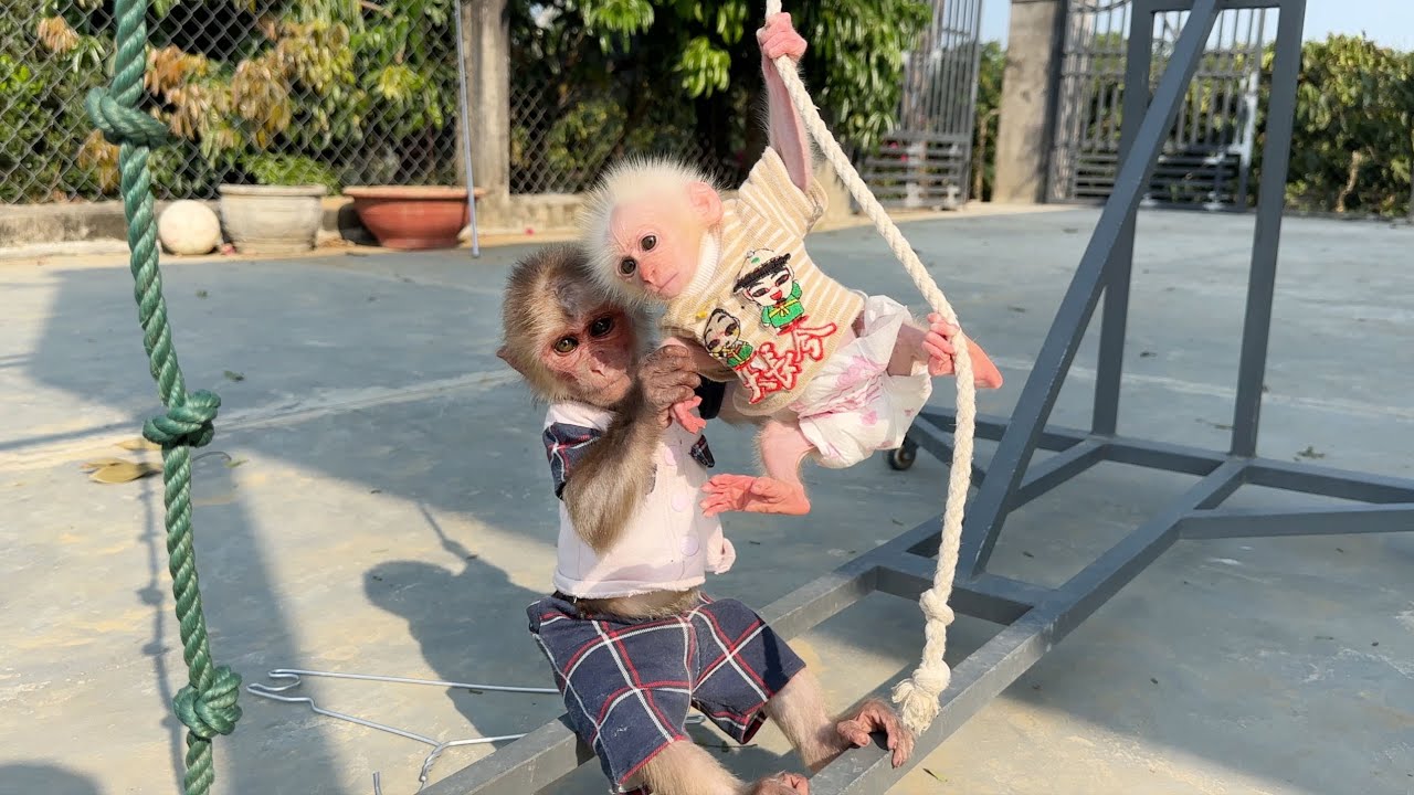 Monkey SinSin's reaction when baby monkey ZiZi is trying to practice ...