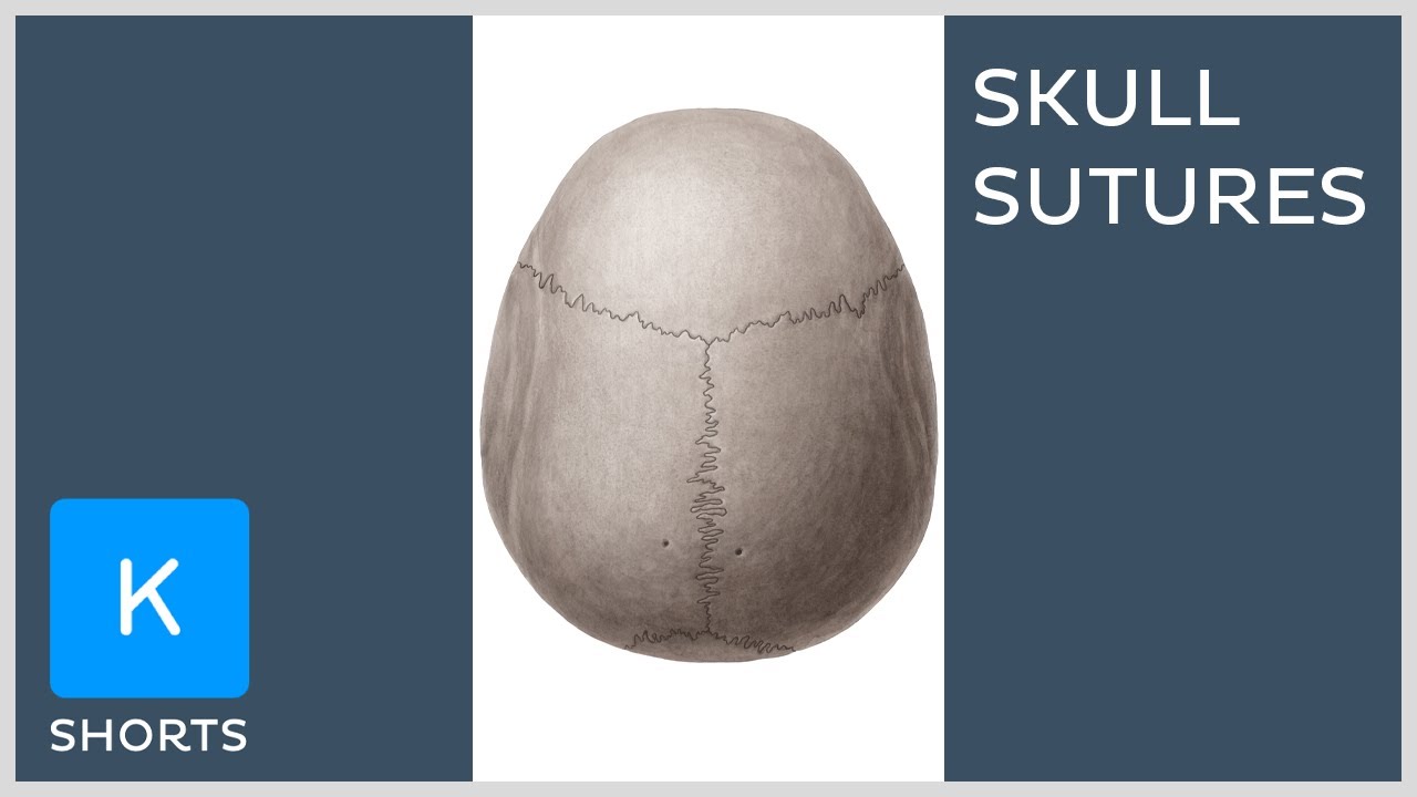 Sutures of the skull mnemonic - Kenhub #shorts - YouTube