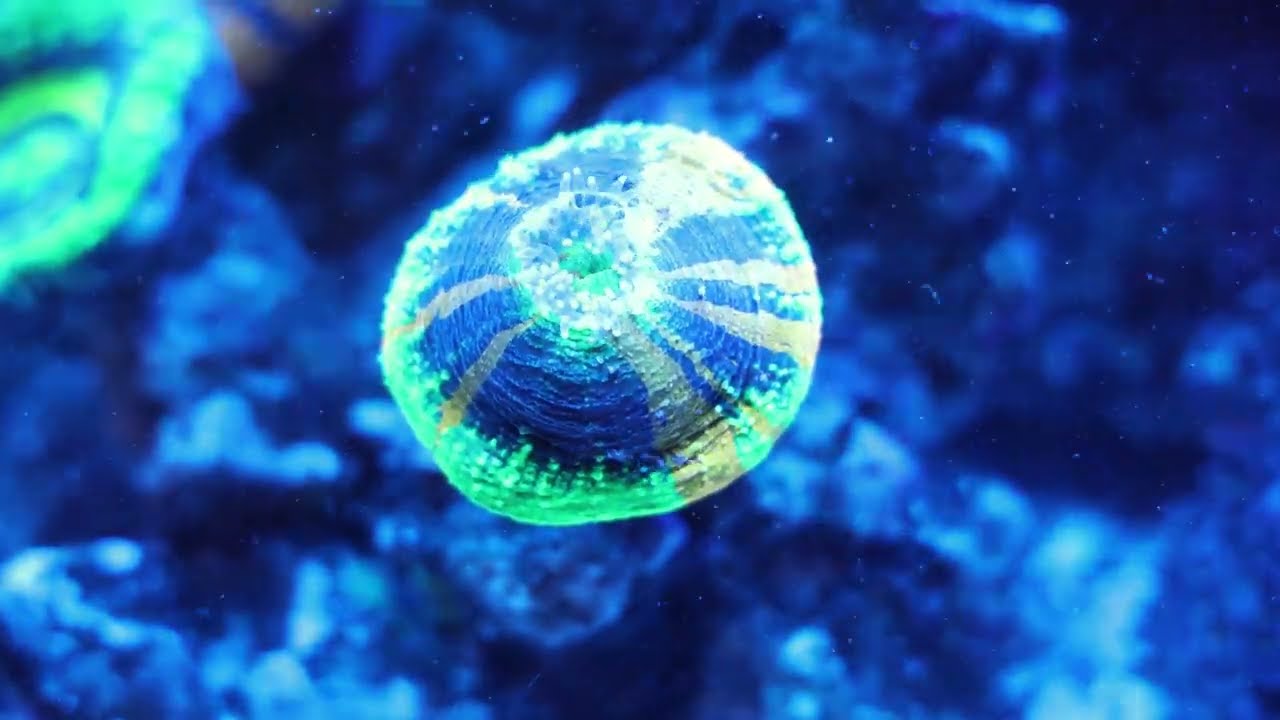 Master Scoly Feeding, Reef Tank Time Lapse - YouTube