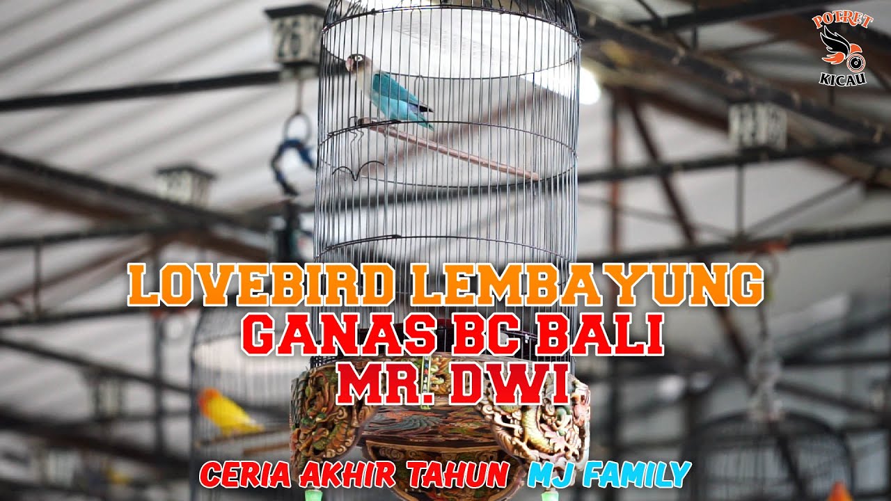 Burung Lovebird Lembayung Ganas BC Bali Mr. Dwi - YouTube
