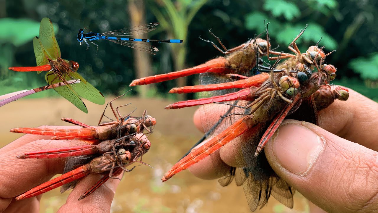 The World of Dragonflies: Life Cycle & Behavior - YouTube