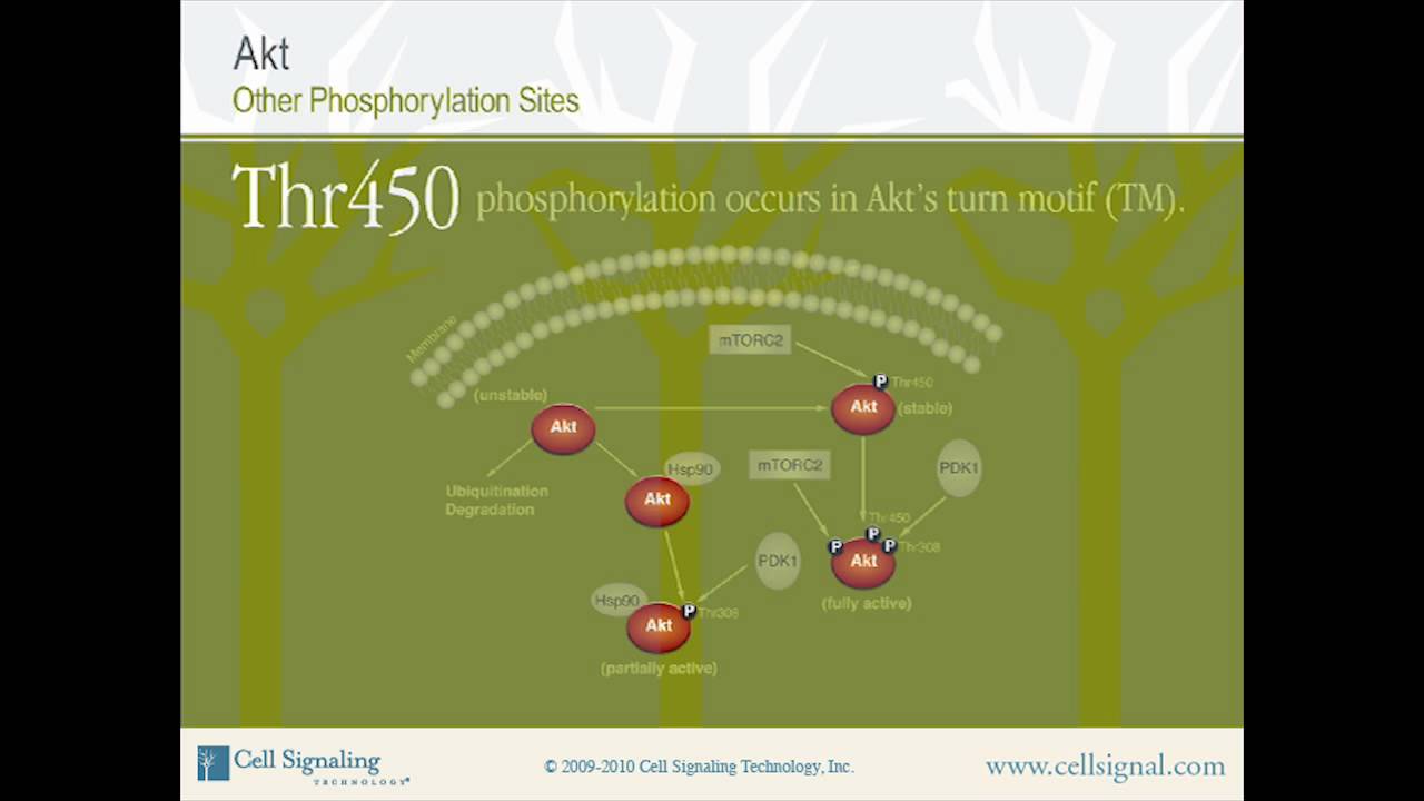 The Study of Akt - Section 1 of 3.mp4 - YouTube