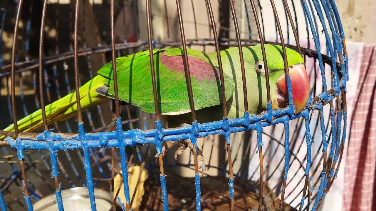 mitthu calling mitthu sweet voice 💗🦜🦚🦚 🌶🥰😍💗🌶🌶💗💗 - YouTube