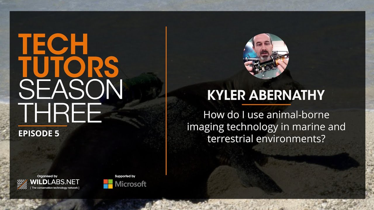 Kyler Abernathy: How do I use animal-borne imaging technology? - YouTube
