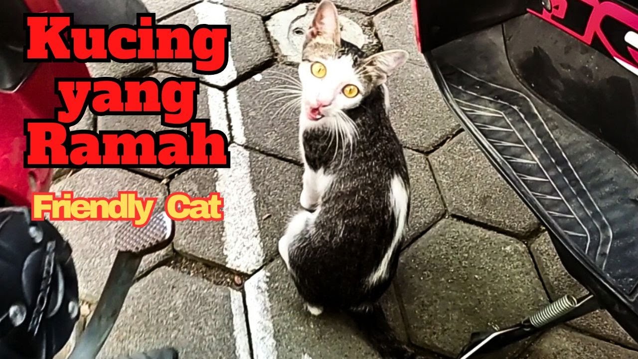 Kucing ramah di parkiran motor! Sayang tidak membawa makanan kucing ...